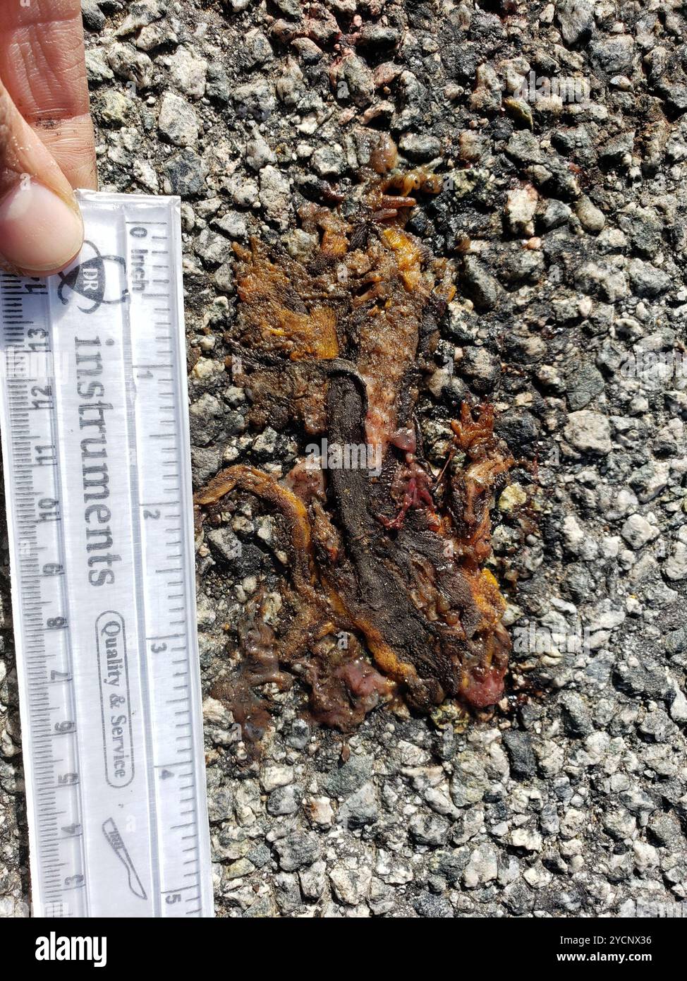 Pacific Newts (Taricha) Amphibia Stock Photo - Alamy