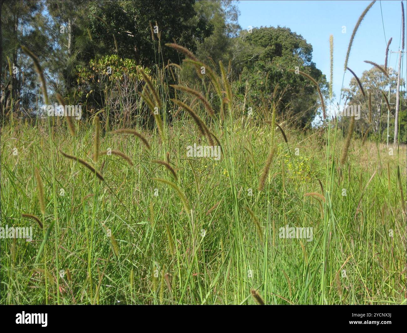 (Setaria sphacelata anceps) Plantae Stock Photo - Alamy