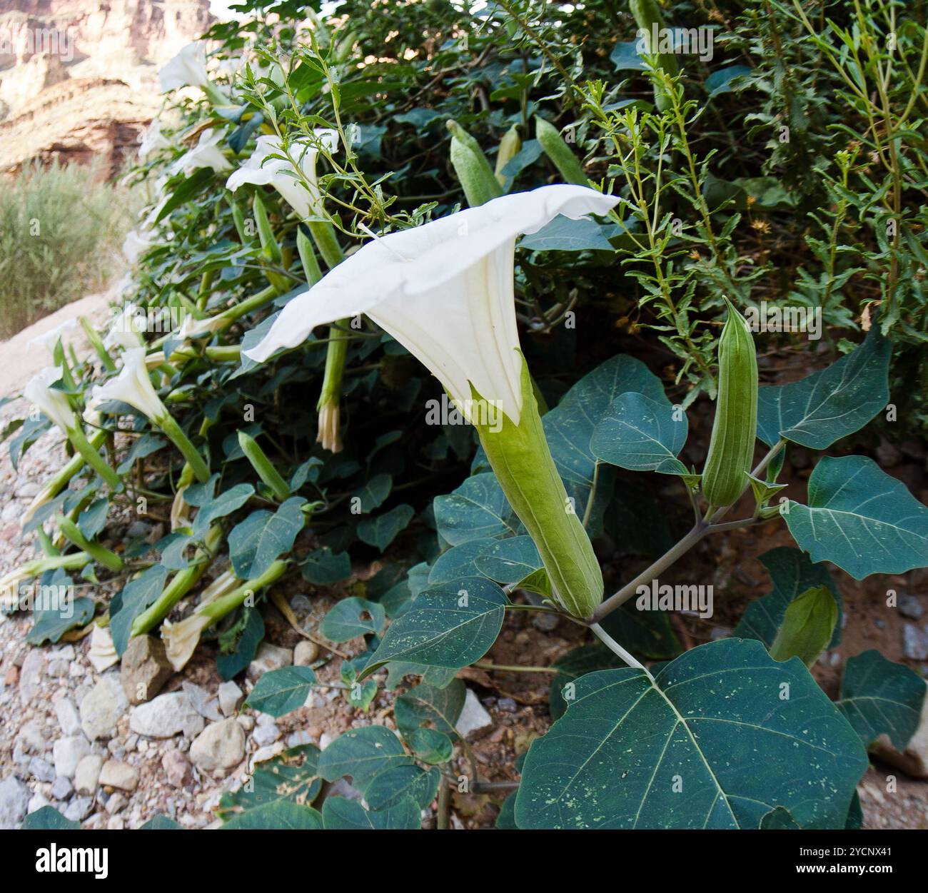 Sacred Datura (Datura wrightii) Plantae Stock Photo - Alamy