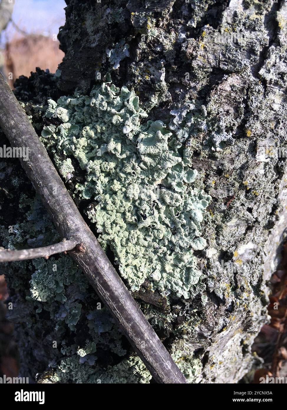 typical shield lichens (Parmelioideae) Fungi Stock Photo - Alamy