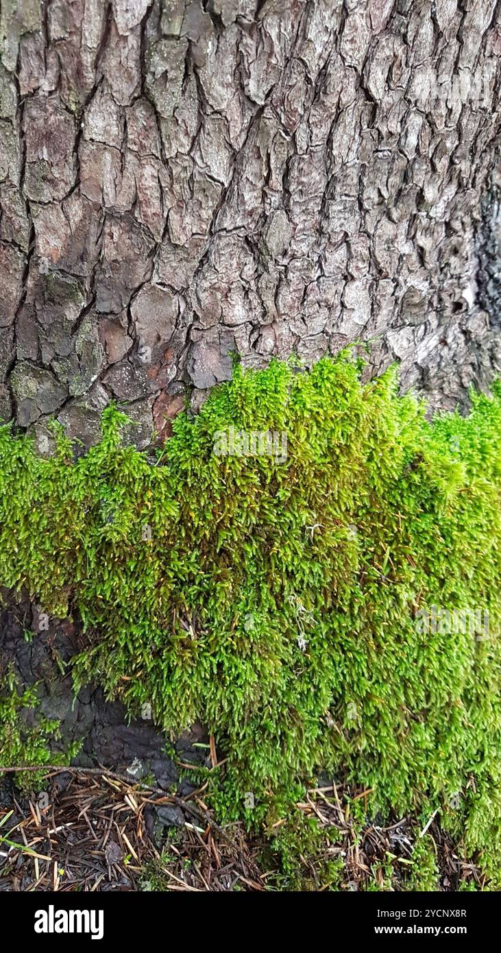 tree mat homalothecium moss (Homalothecium fulgescens) Plantae Stock ...
