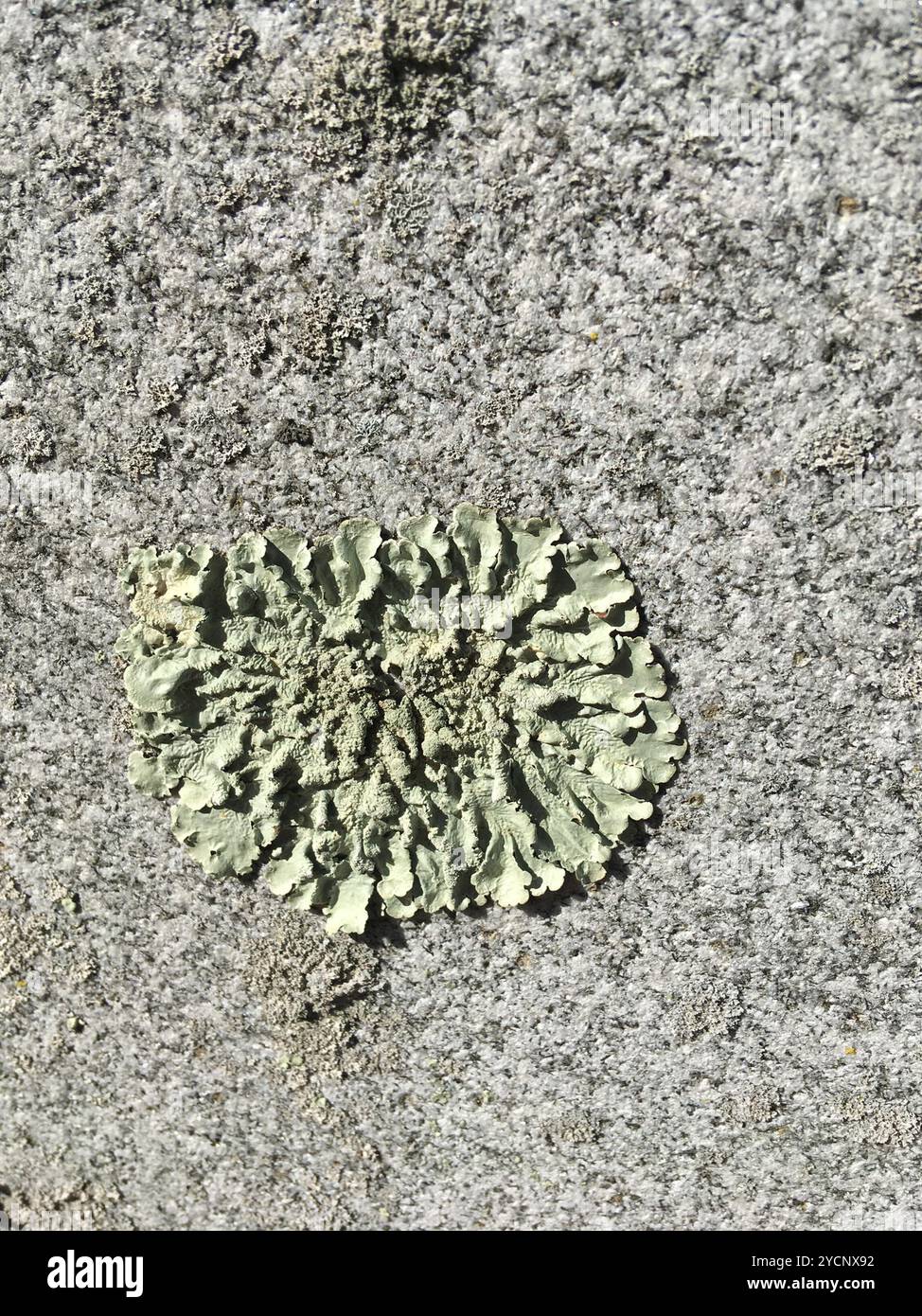 typical shield lichens (Parmelioideae) Fungi Stock Photo - Alamy