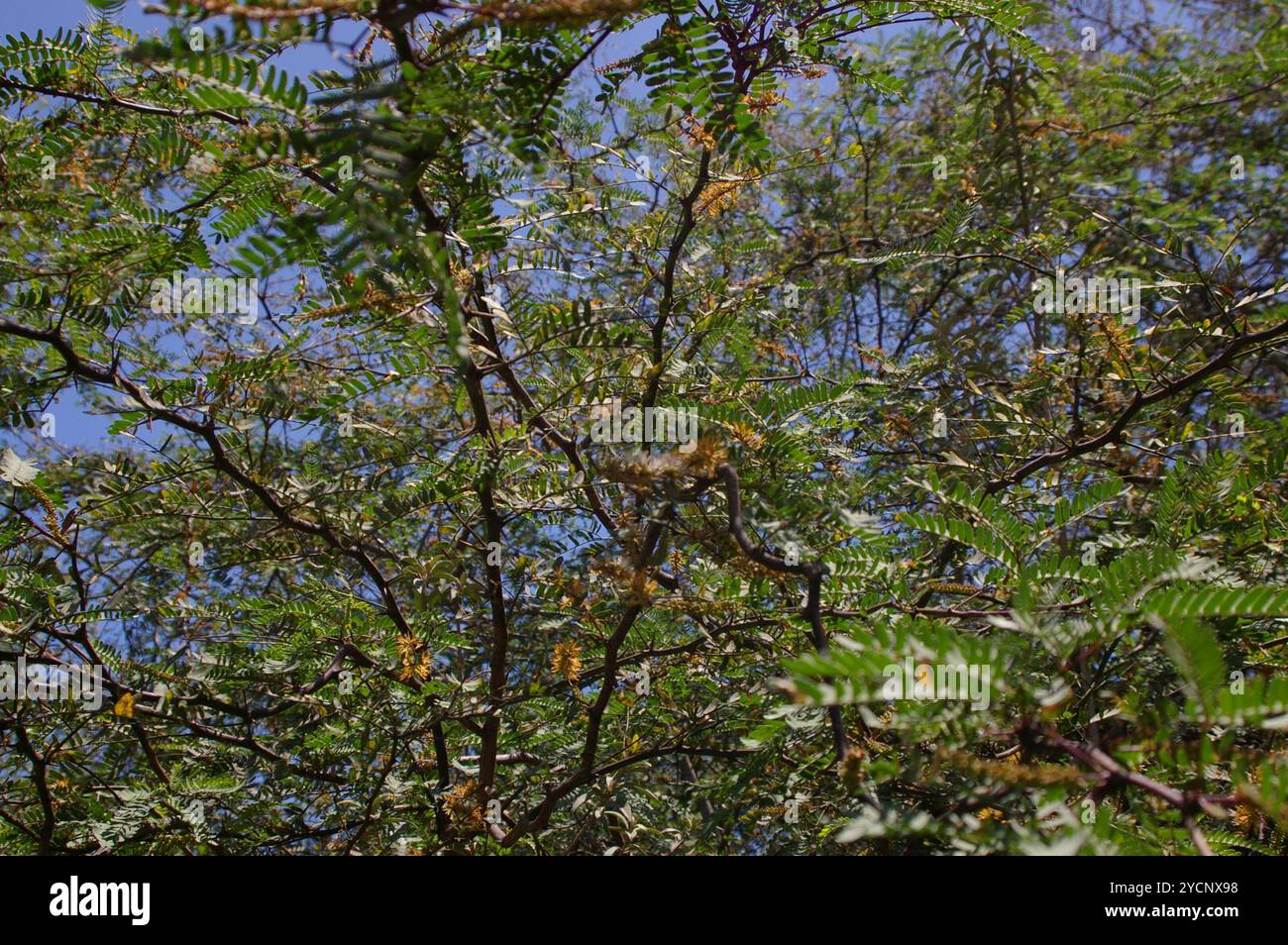 mesquite (Neltuma juliflora) Plantae Stock Photo - Alamy