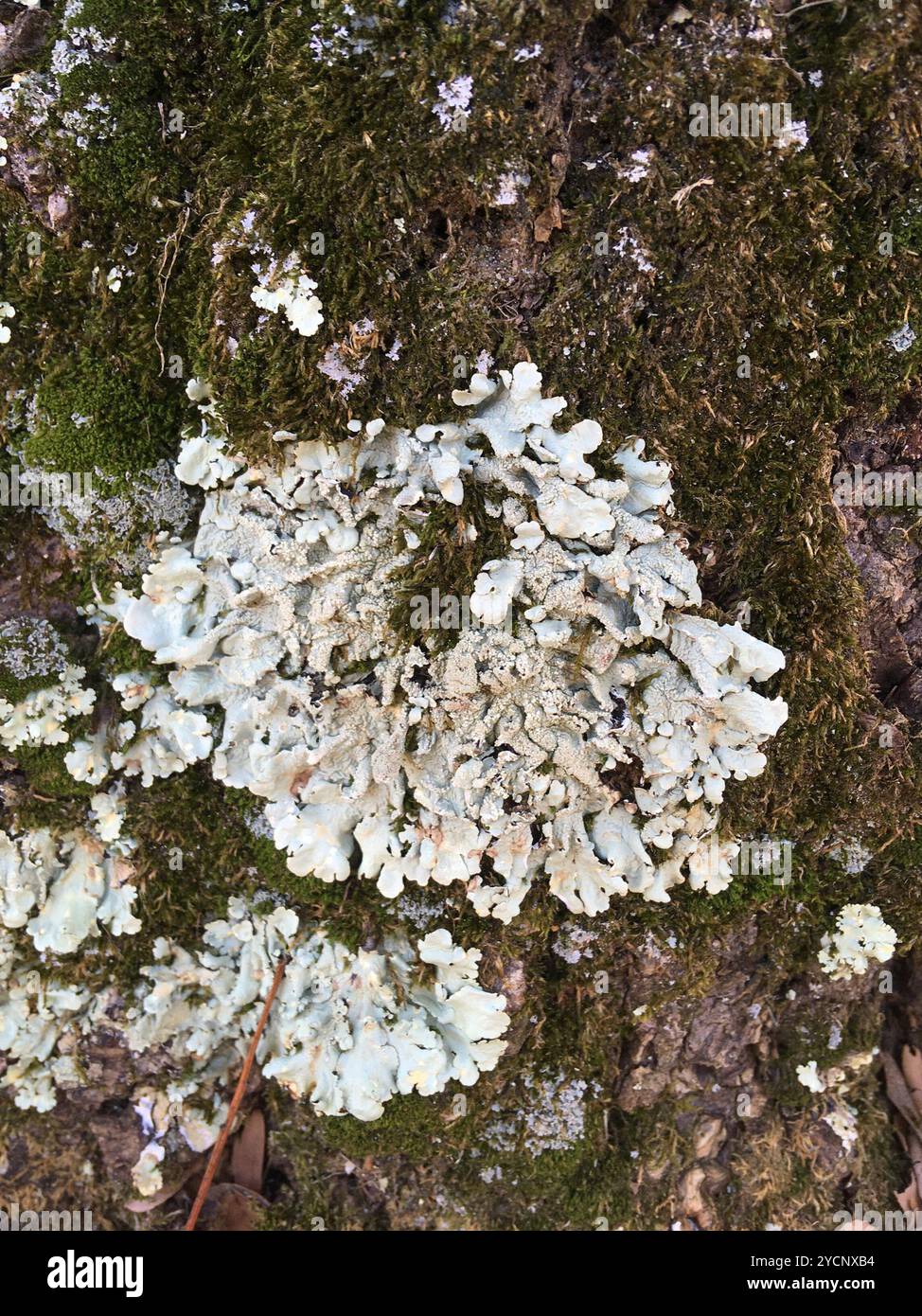 typical shield lichens (Parmelioideae) Fungi Stock Photo - Alamy