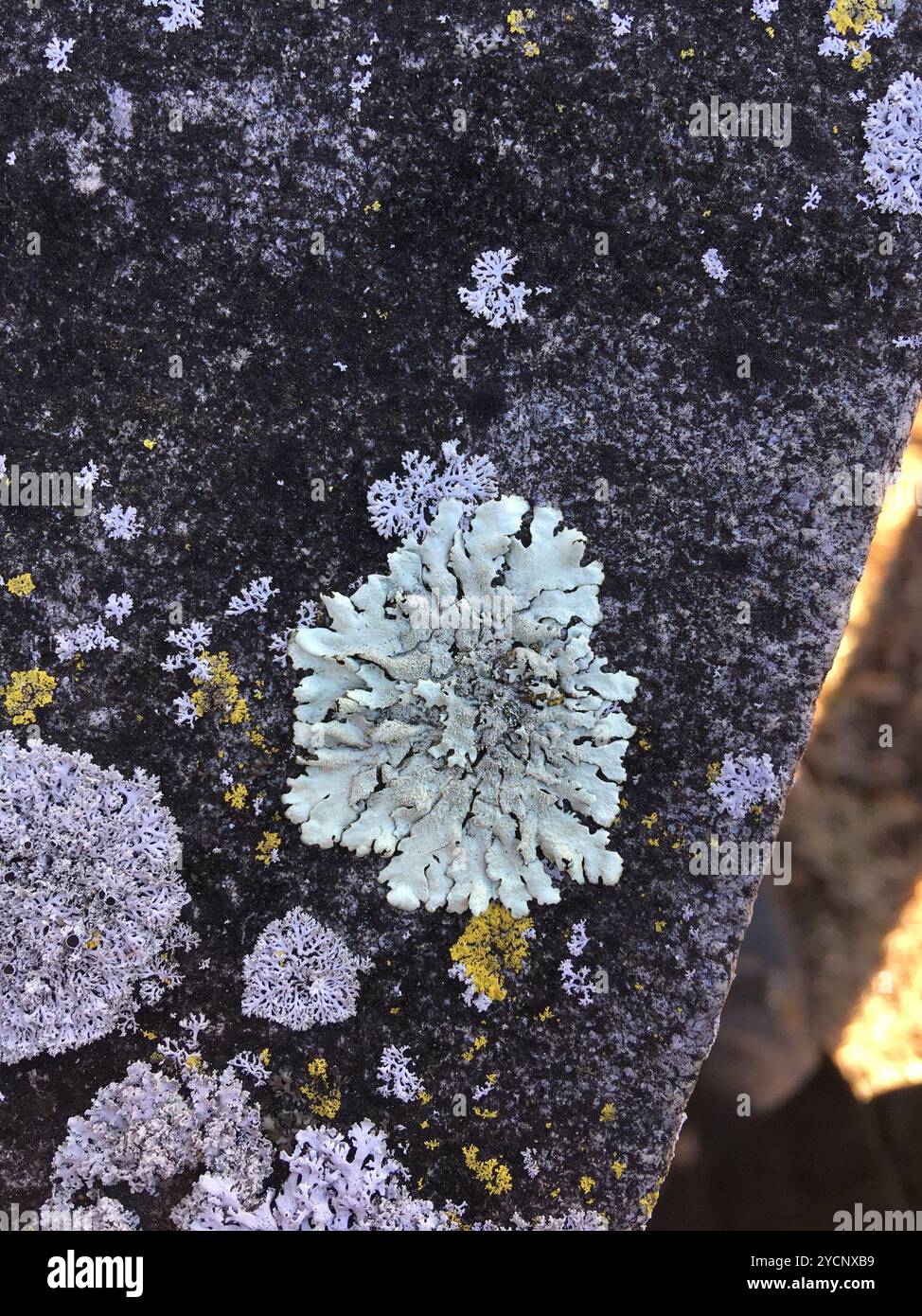 common greenshield lichen (Flavoparmelia caperata) Fungi Stock Photo ...