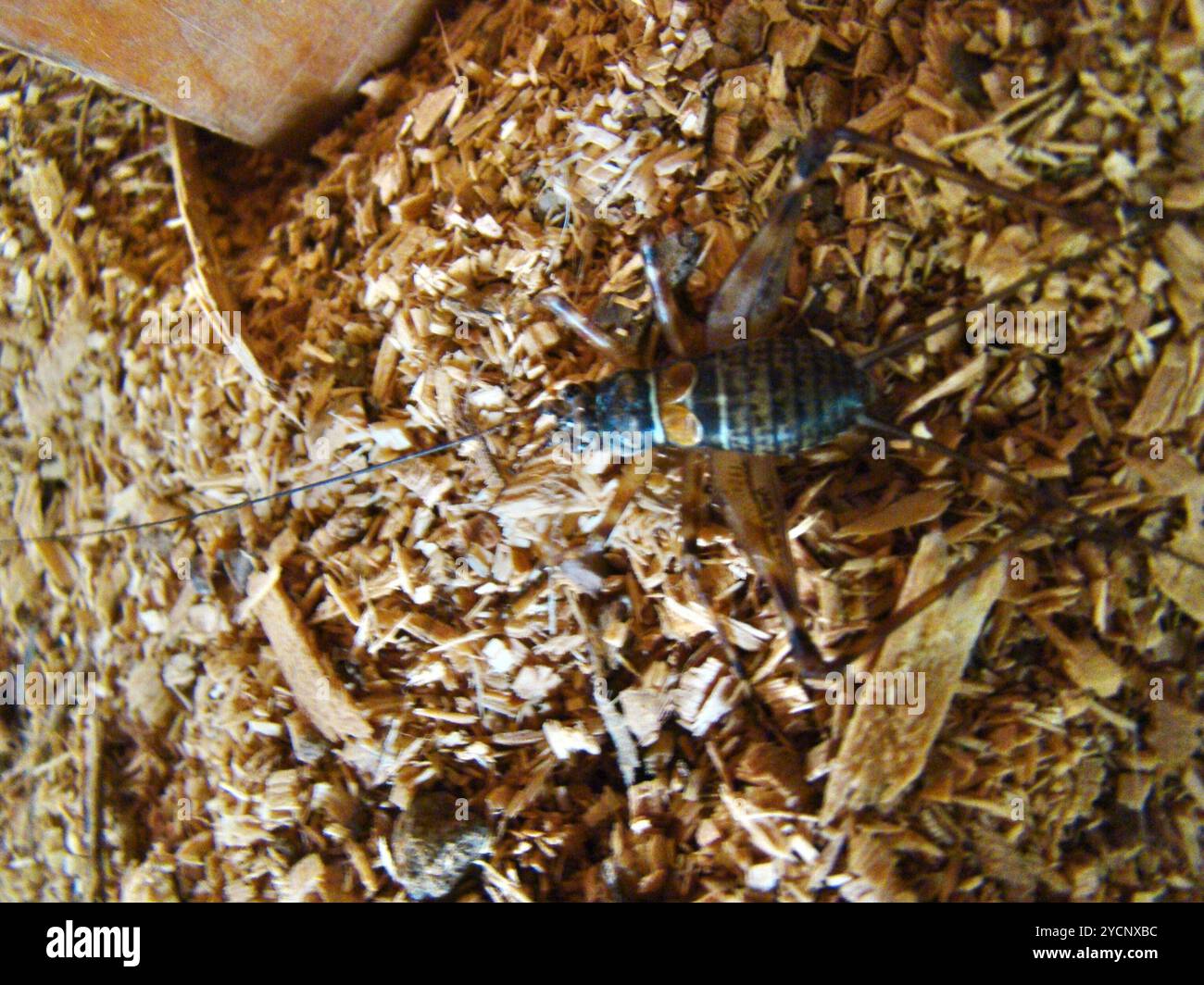 Spider Crickets and Allies (Phalangopsidae) Insecta Stock Photo - Alamy