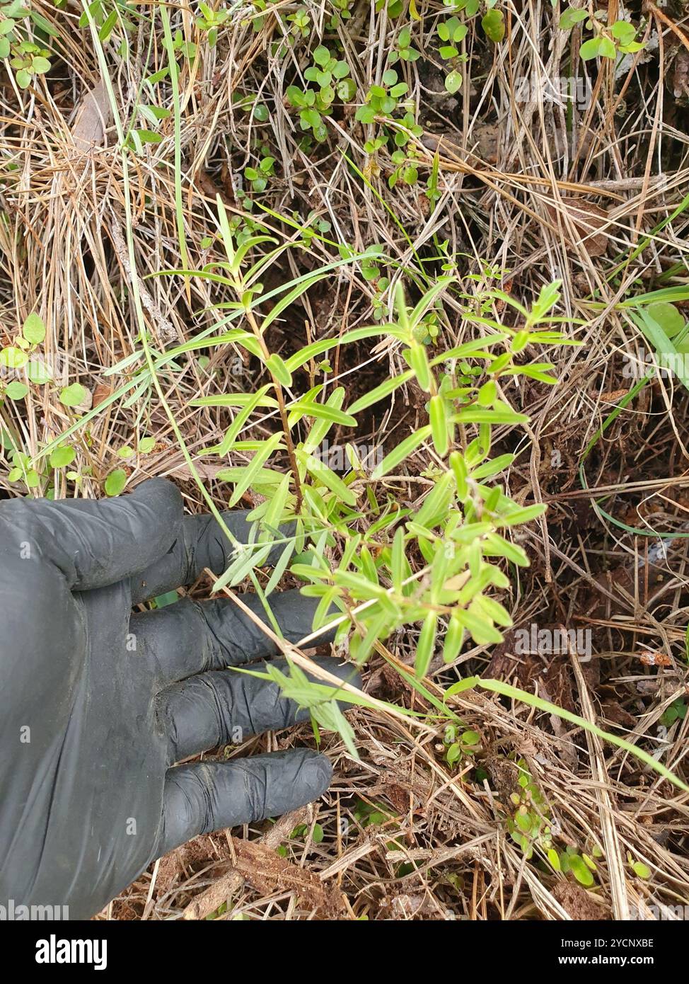Tree Hebe (Veronica parviflora) Plantae Stock Photo - Alamy
