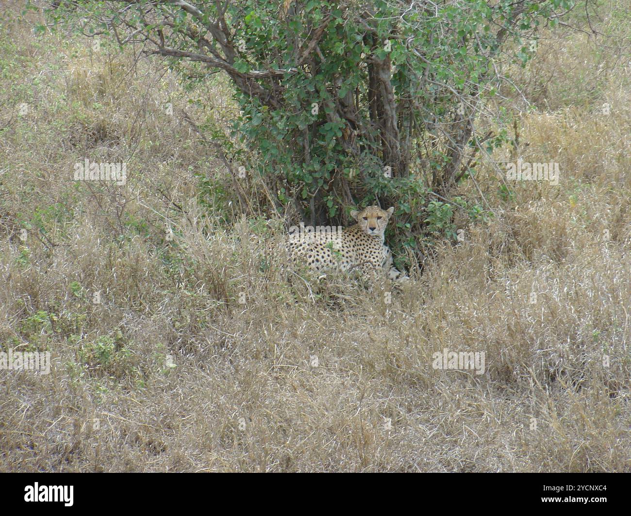 Southern and Eastern African Cheetah (Acinonyx jubatus jubatus ...