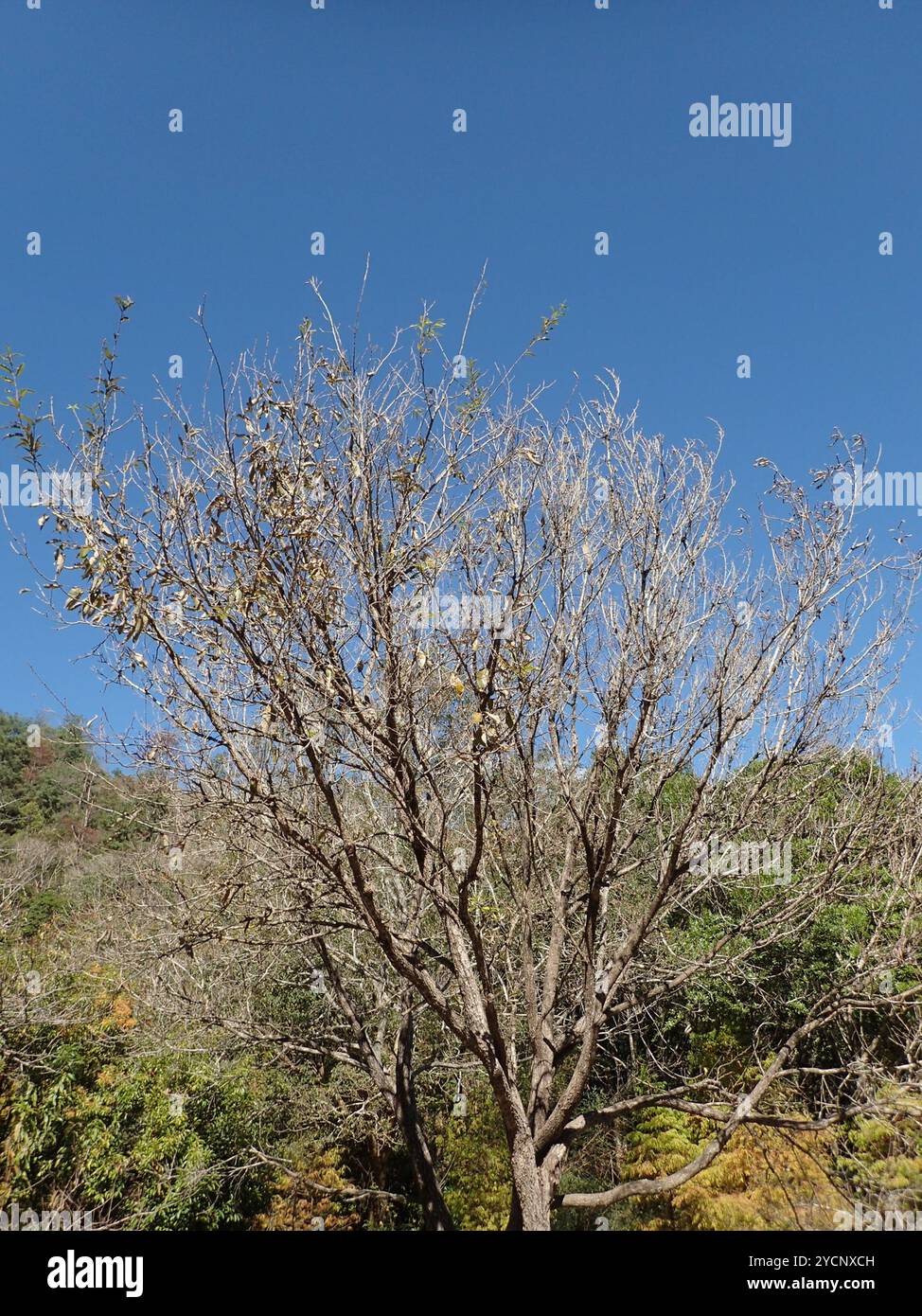 Chinese cork oak (Quercus variabilis) Plantae Stock Photo - Alamy