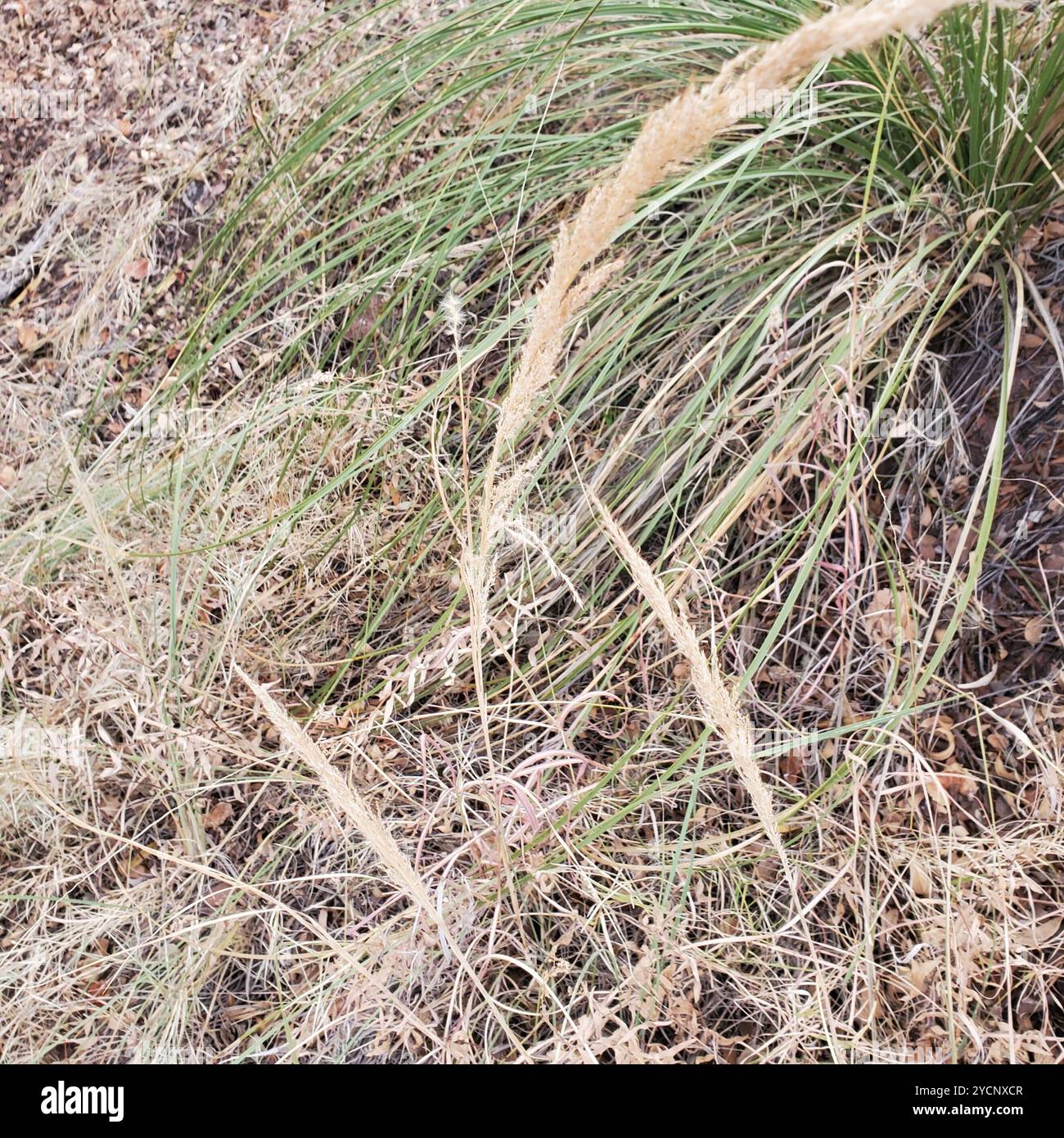 deergrass (Muhlenbergia rigens) Plantae Stock Photo - Alamy