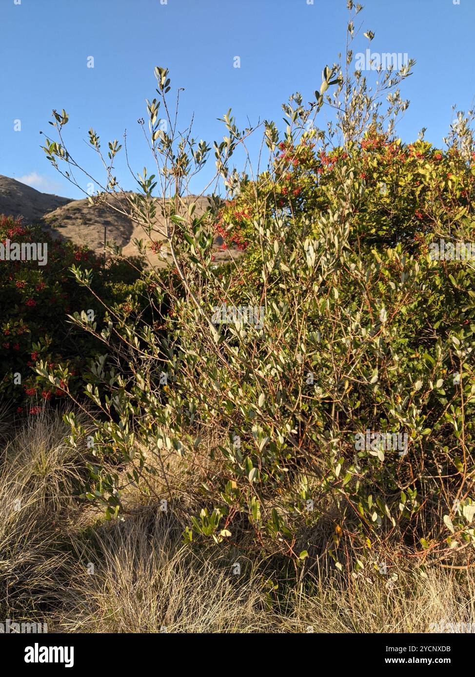 red willow (Salix laevigata) Plantae Stock Photo - Alamy