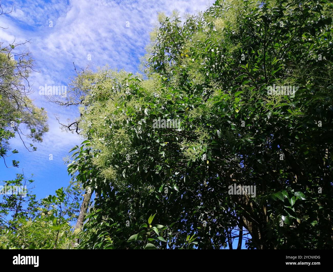 tree privet (Ligustrum lucidum) Plantae Stock Photo - Alamy