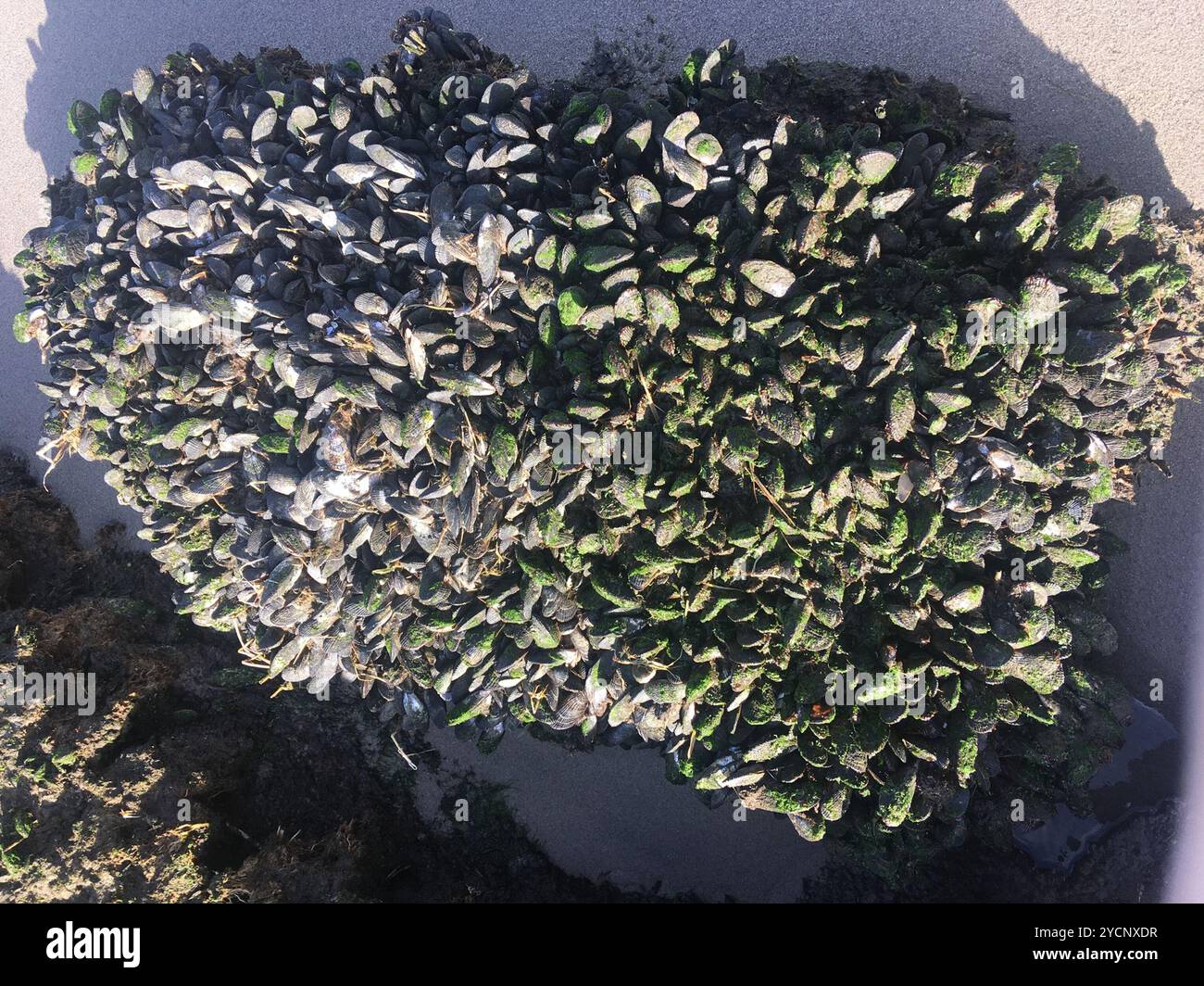 Atlantic Ribbed Mussel (Geukensia demissa) Mollusca Stock Photo - Alamy