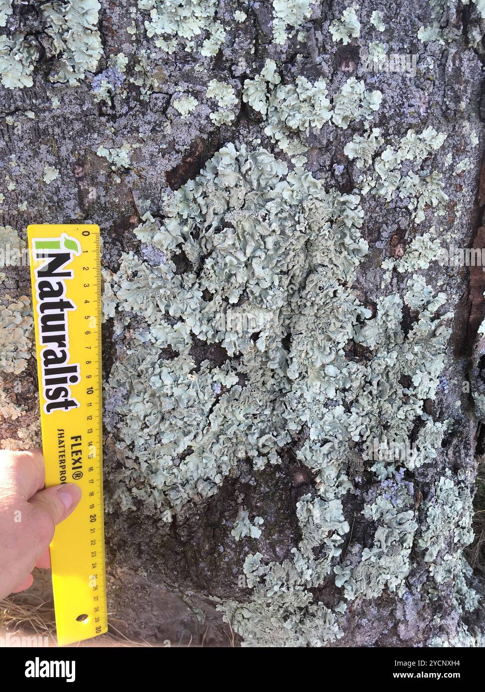 typical shield lichens (Parmelioideae) Fungi Stock Photo - Alamy