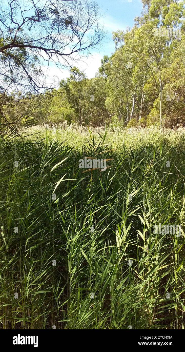 common reed (Phragmites australis) Plantae Stock Photo - Alamy