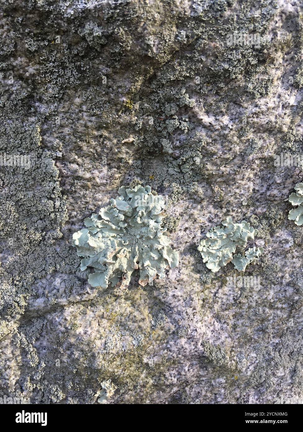 typical shield lichens (Parmelioideae) Fungi Stock Photo - Alamy