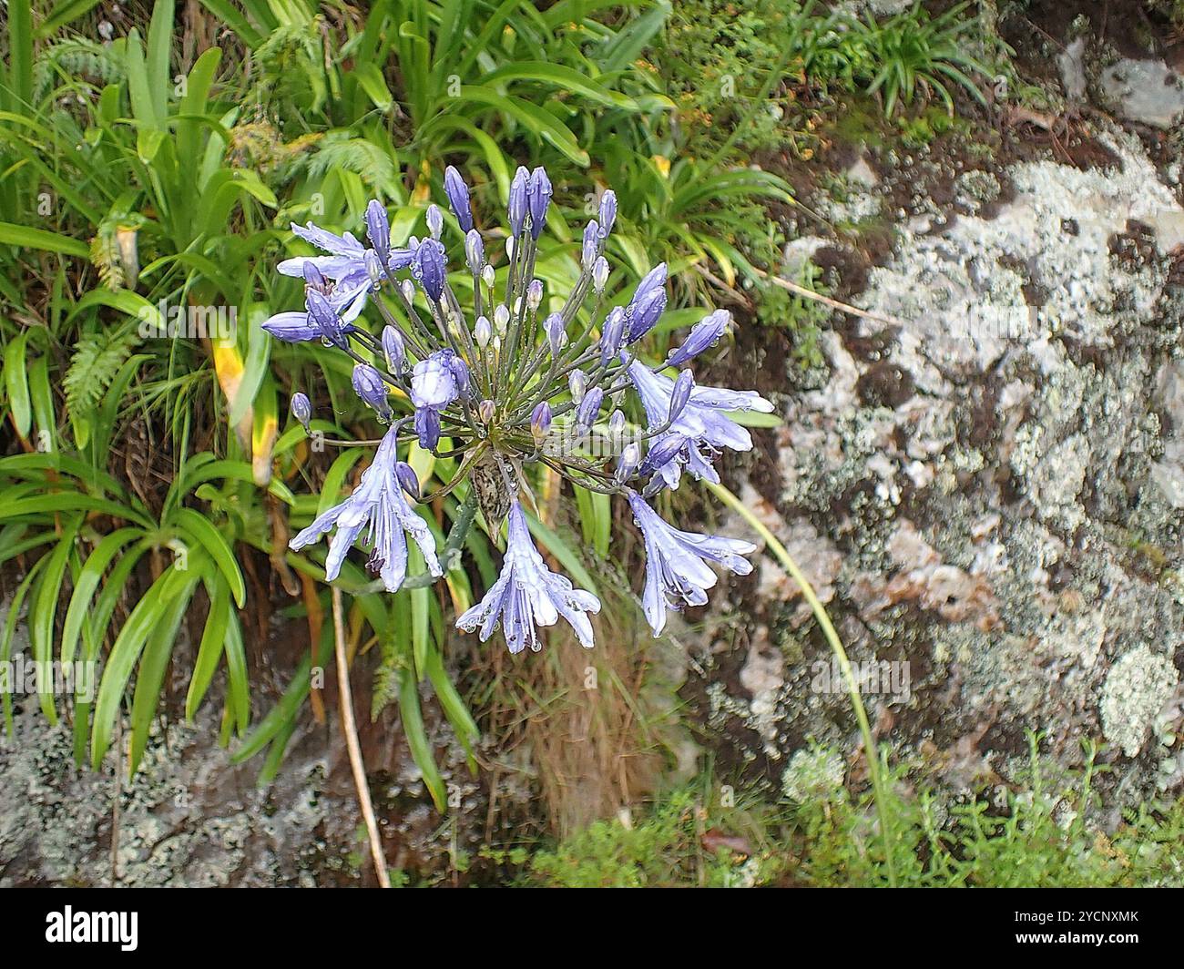 blue lily (Agapanthus praecox) Plantae Stock Photo - Alamy