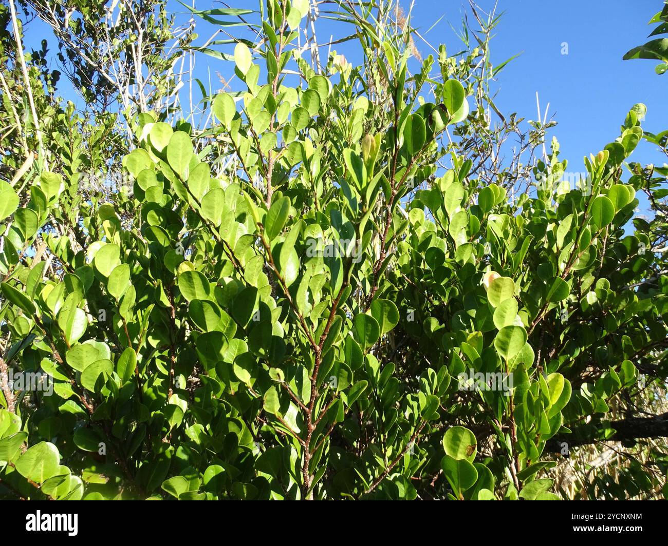 Cocoplum (Chrysobalanus icaco) Plantae Stock Photo - Alamy