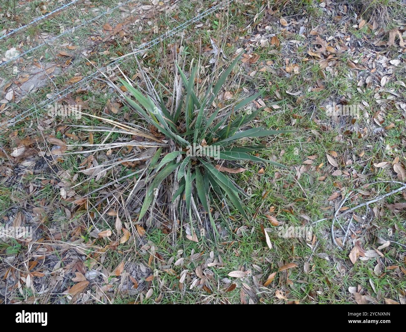common yucca (Yucca filamentosa) Plantae Stock Photo - Alamy