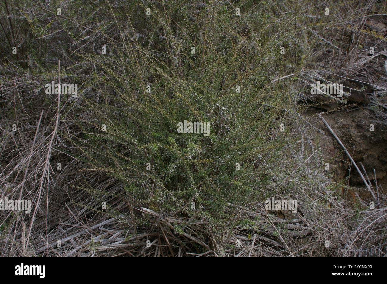 romerillo (Trigonopterum laricifolium) Plantae Stock Photo - Alamy