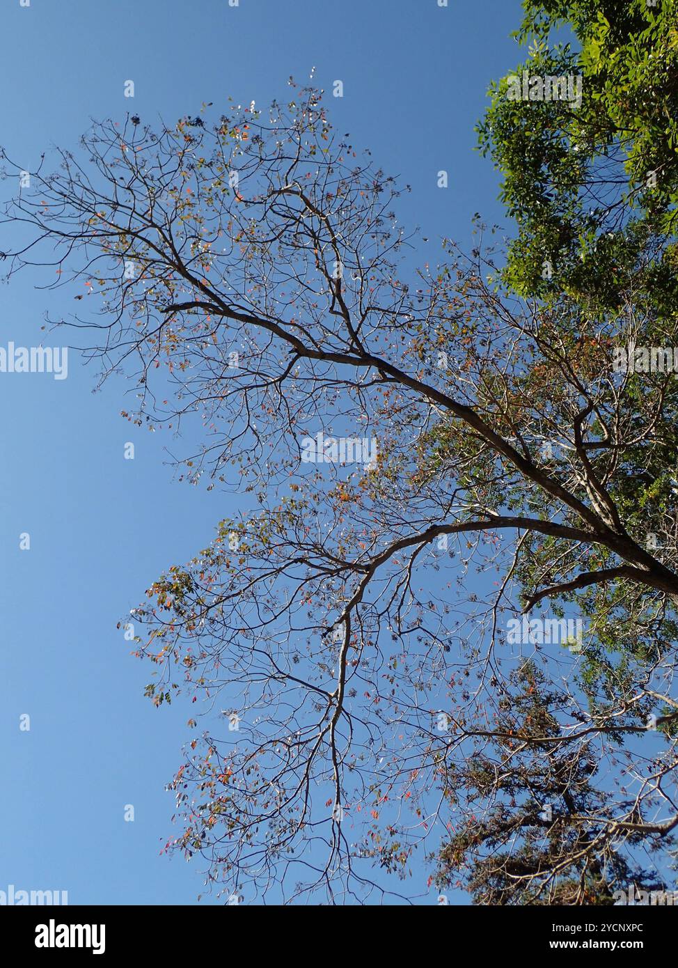 Japanese wax tree (Toxicodendron succedaneum) Plantae Stock Photo - Alamy