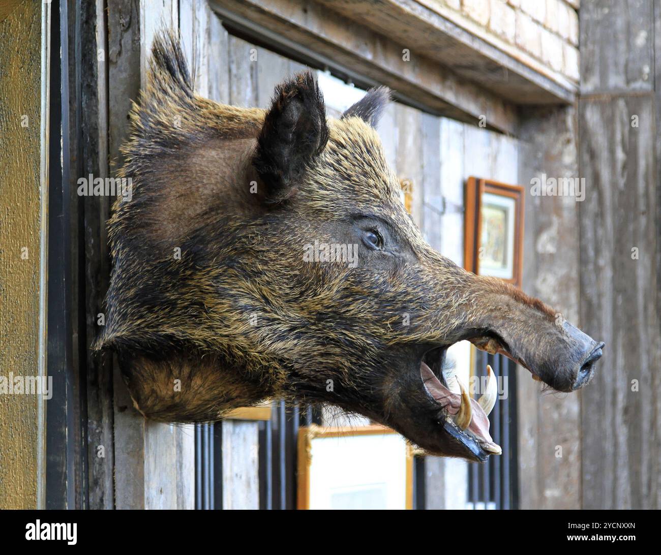 Wild boar head Stock Photo - Alamy