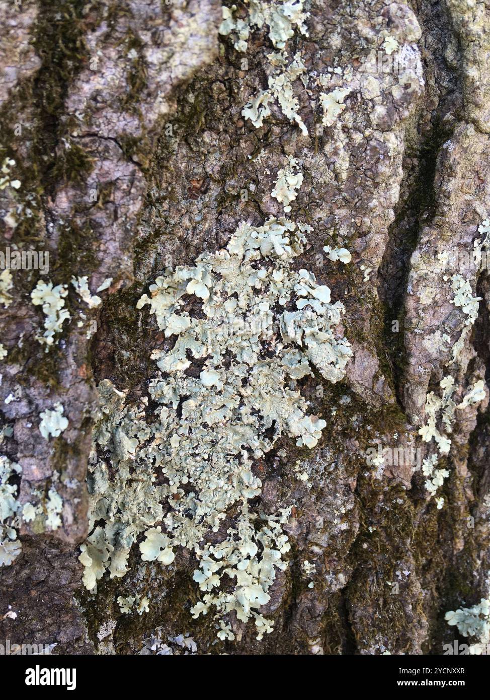 typical shield lichens (Parmelioideae) Fungi Stock Photo - Alamy