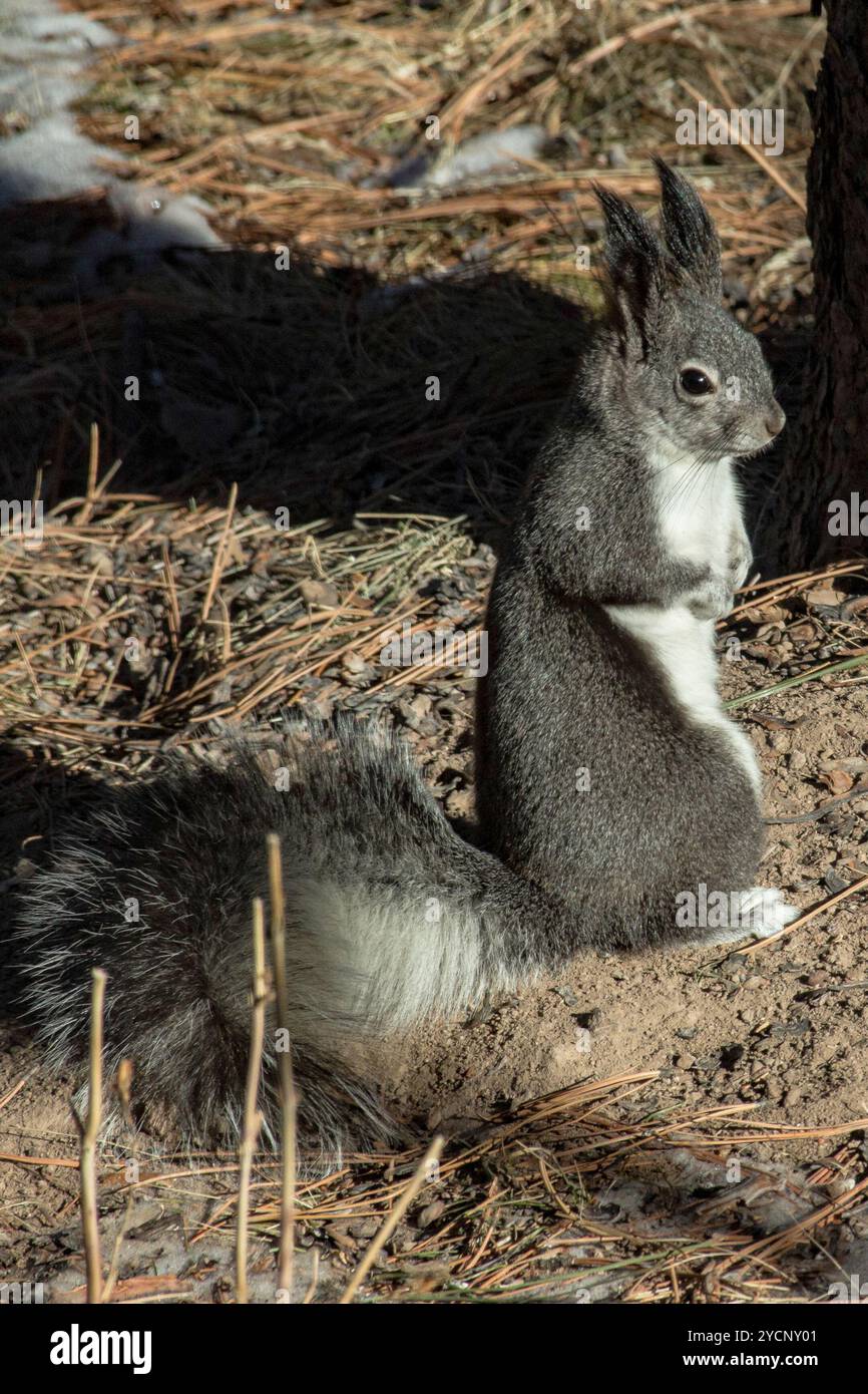 Sciurus aberti hi-res stock photography and images - Alamy