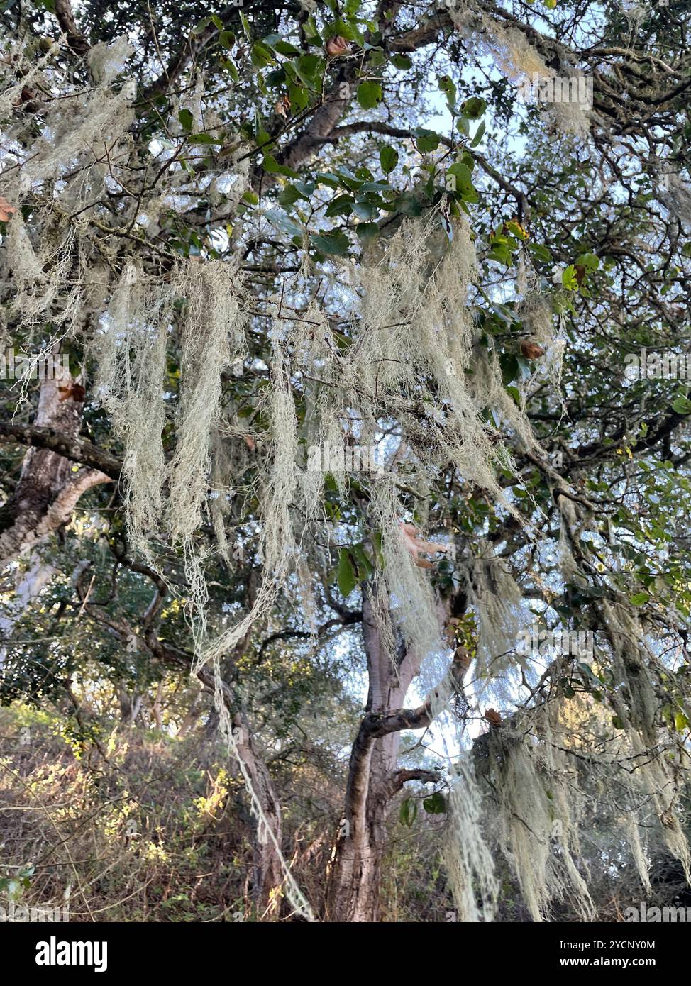 lace lichen (Ramalina menziesii) Fungi Stock Photo - Alamy