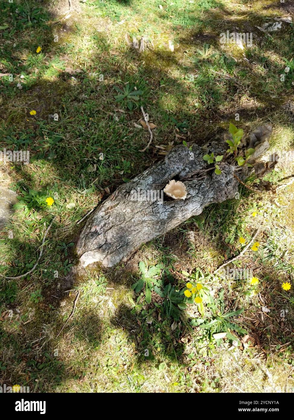 Trainwrecker (Neolentinus lepideus) Fungi Stock Photo - Alamy