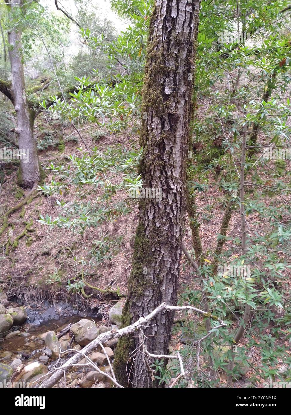 white alder (Alnus rhombifolia) Plantae Stock Photo - Alamy