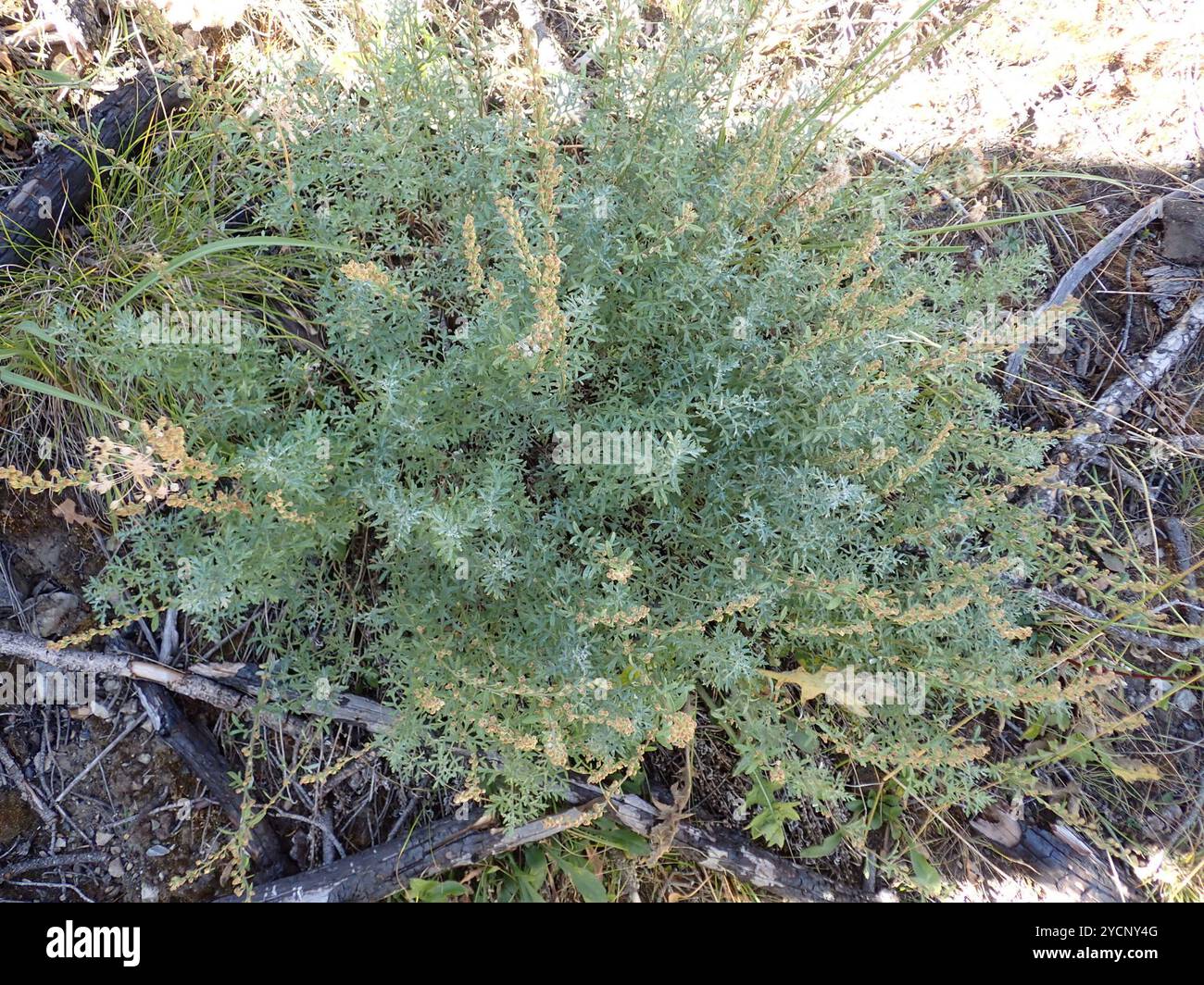 Silver Wormwood (Artemisia ludoviciana) Plantae Stock Photo - Alamy
