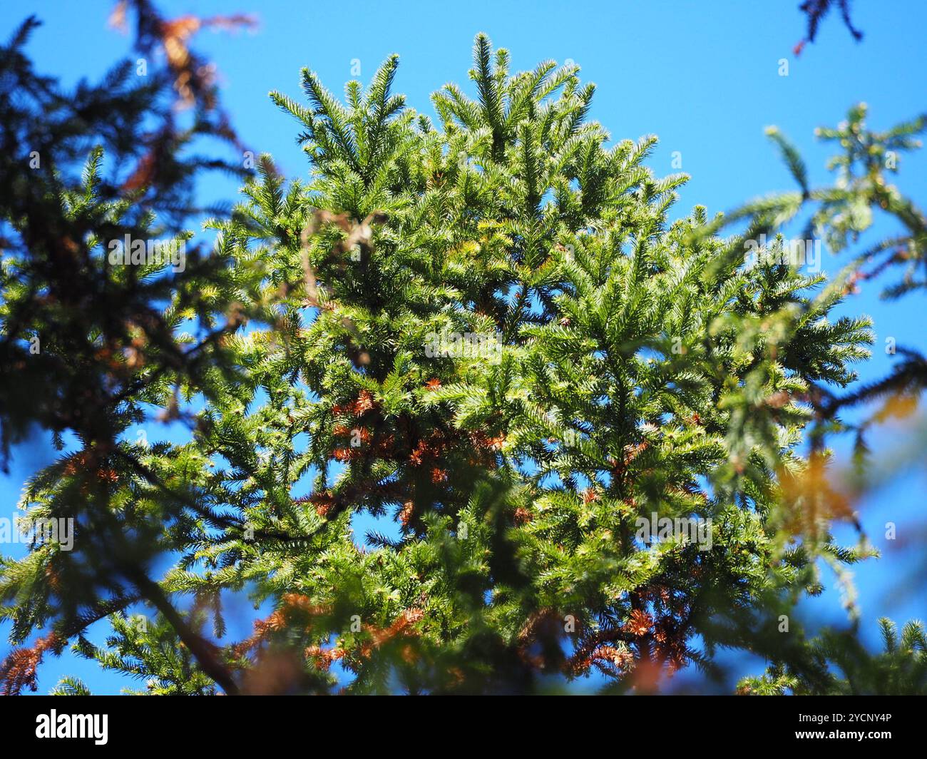 Taiwan-fir (Cunninghamia konishii) Plantae Stock Photo - Alamy