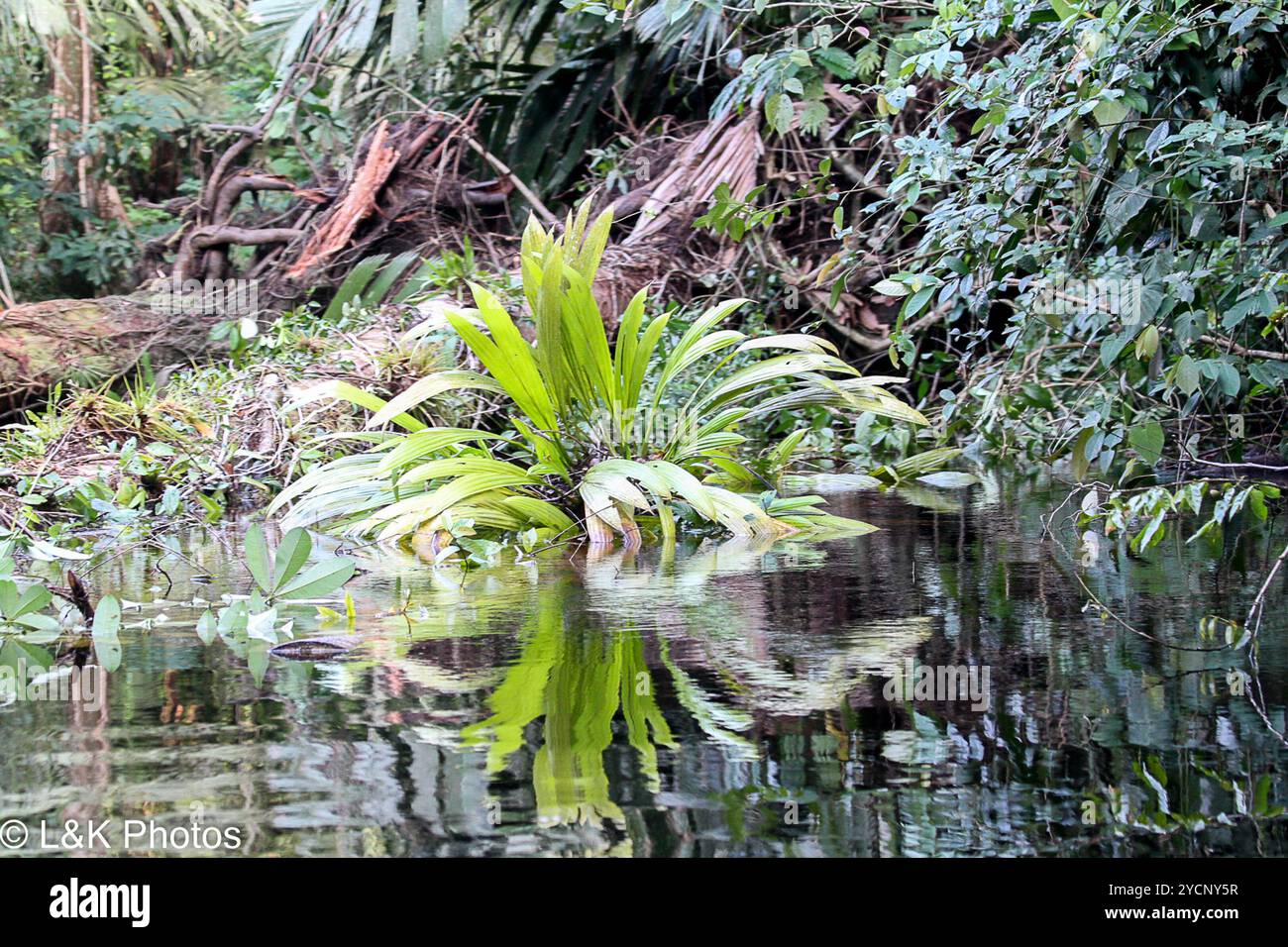 vascular plants (Tracheophyta) Plantae Stock Photo - Alamy