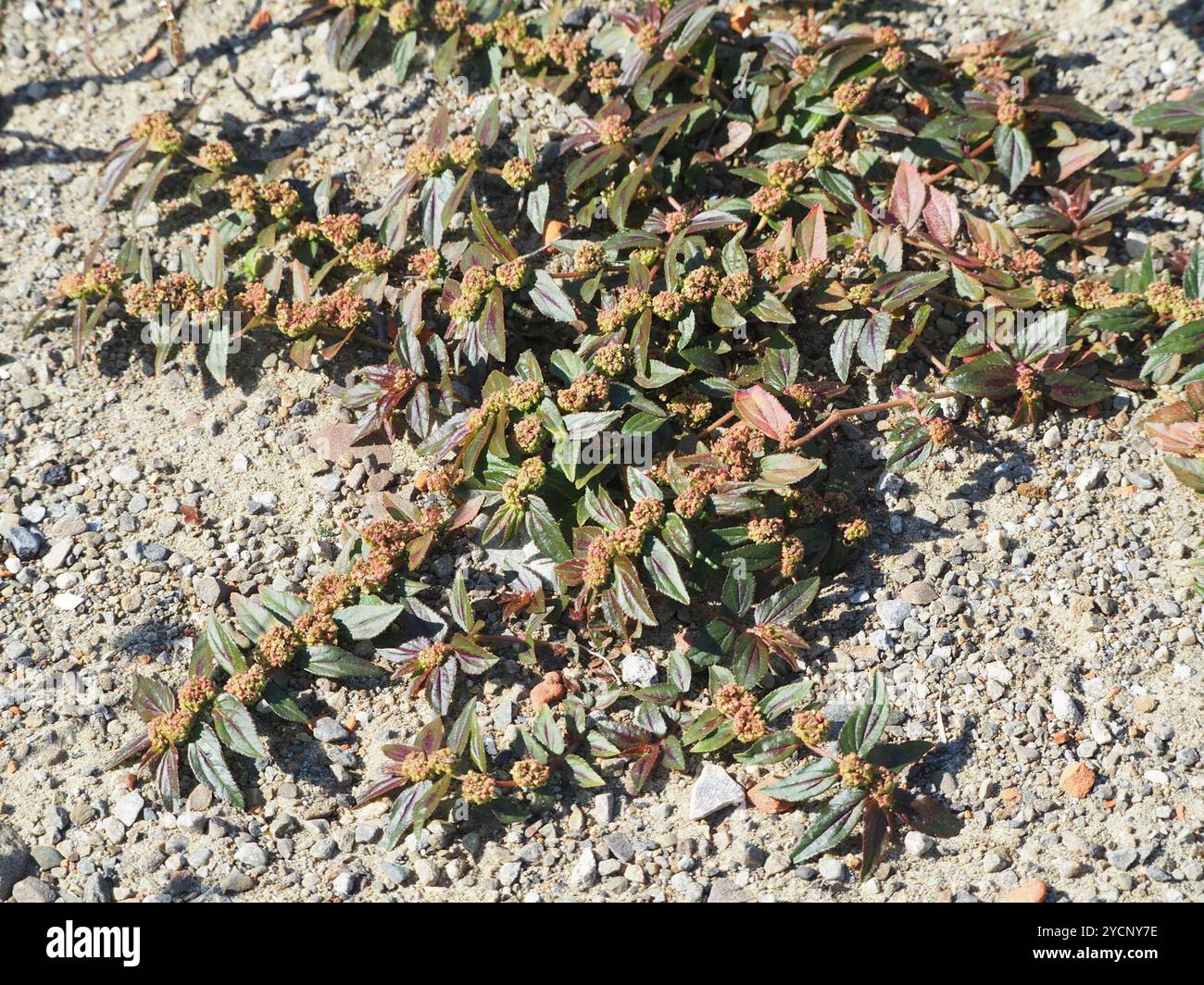Asthma plant (Euphorbia hirta) Plantae Stock Photo - Alamy