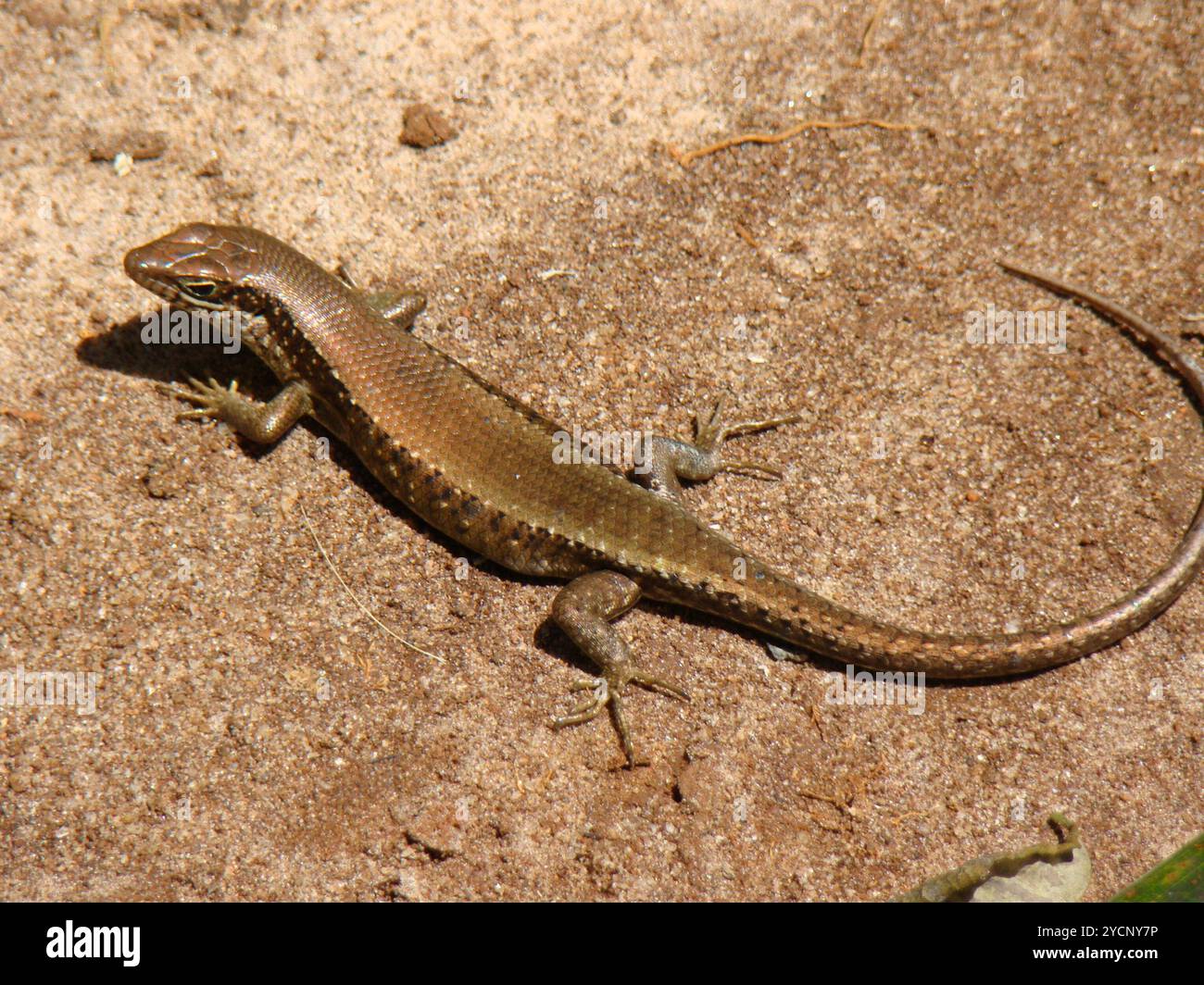 Speckle-lipped Mabuya (Trachylepis maculilabris) Reptilia Stock Photo ...