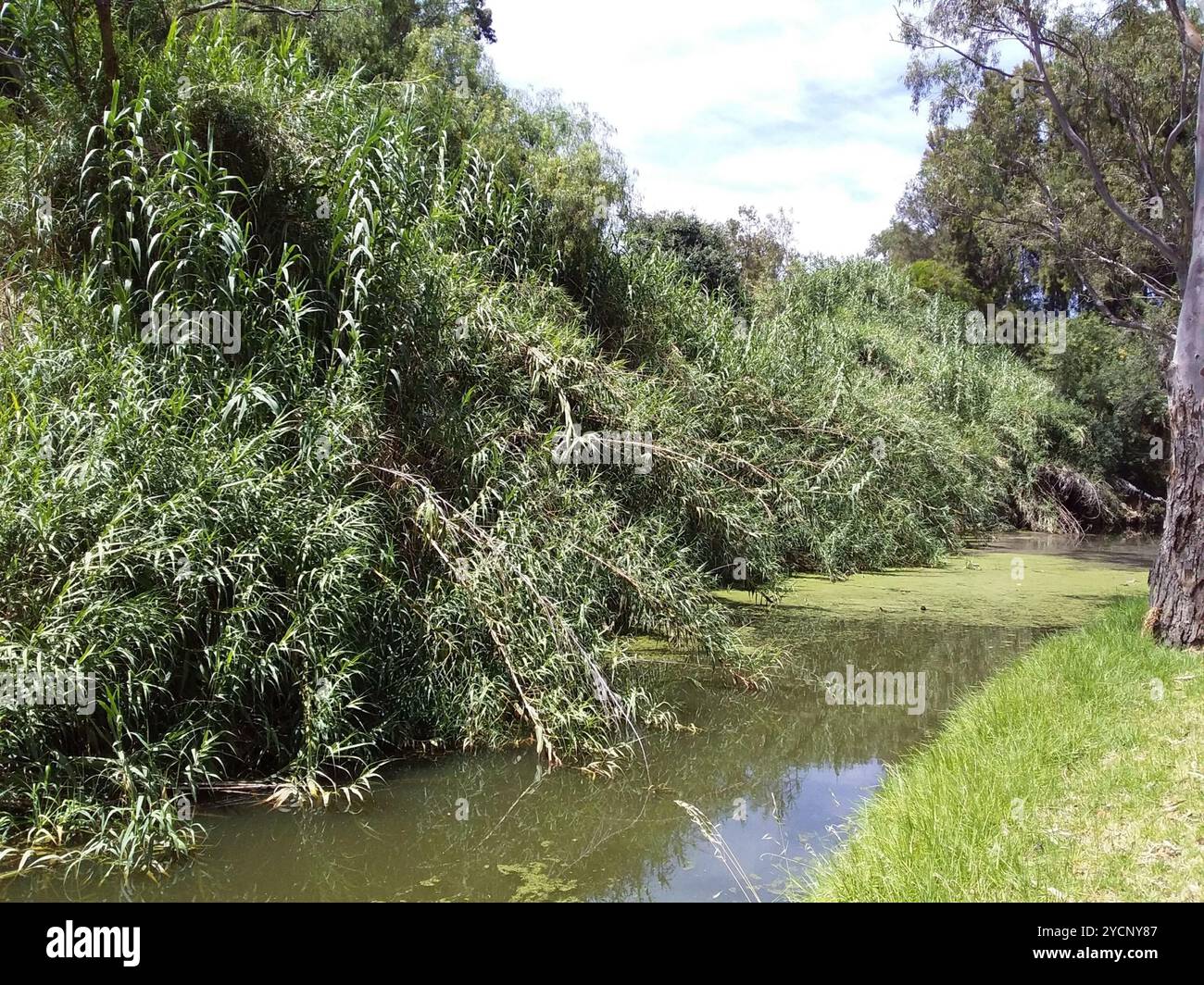 giant reed (Arundo donax) Plantae Stock Photo - Alamy