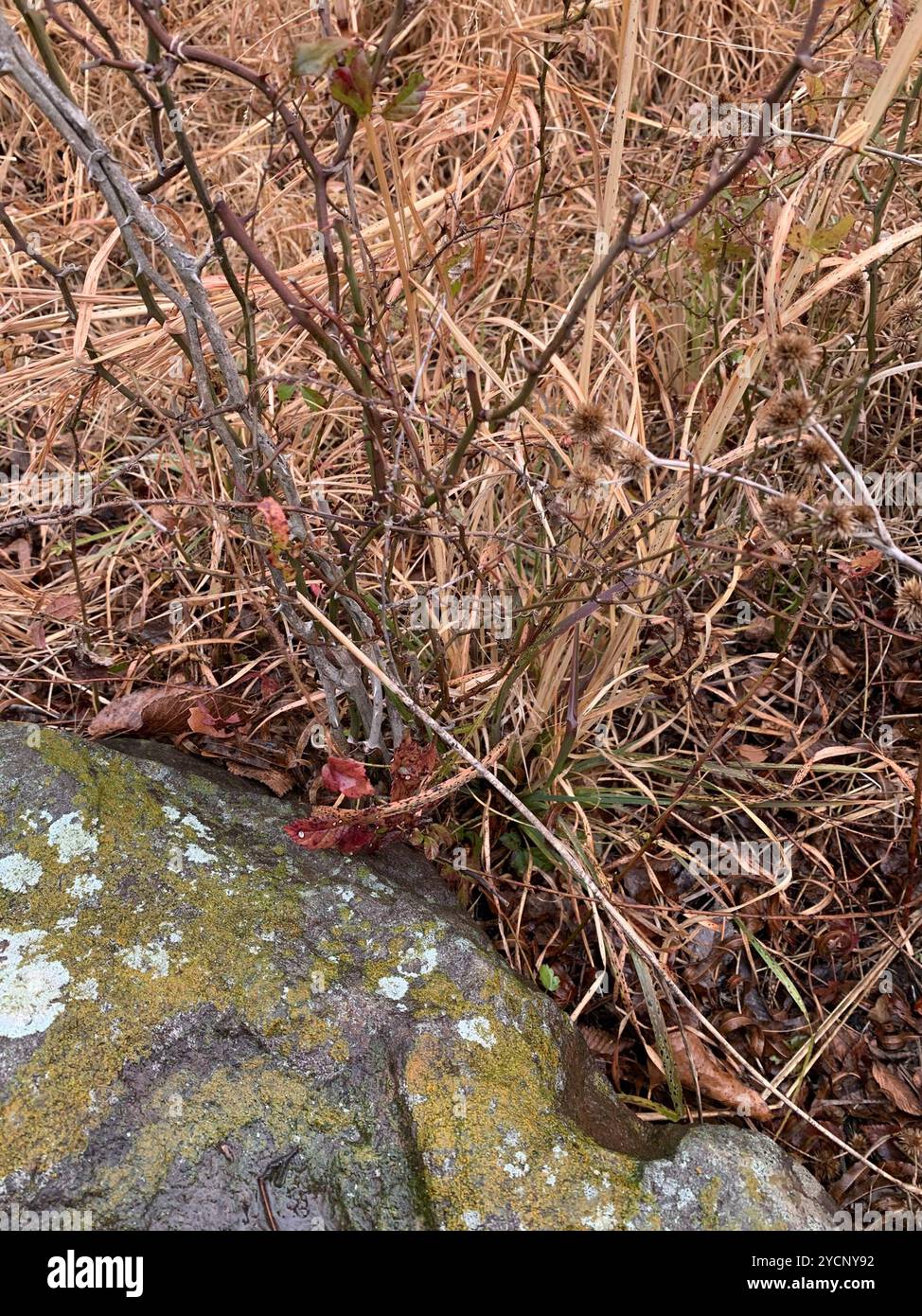 southern dewberry (Rubus trivialis) Plantae Stock Photo - Alamy