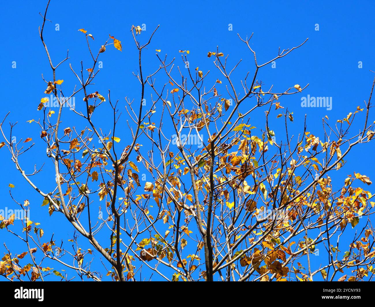 mu oil tree (Vernicia montana) Plantae Stock Photo - Alamy