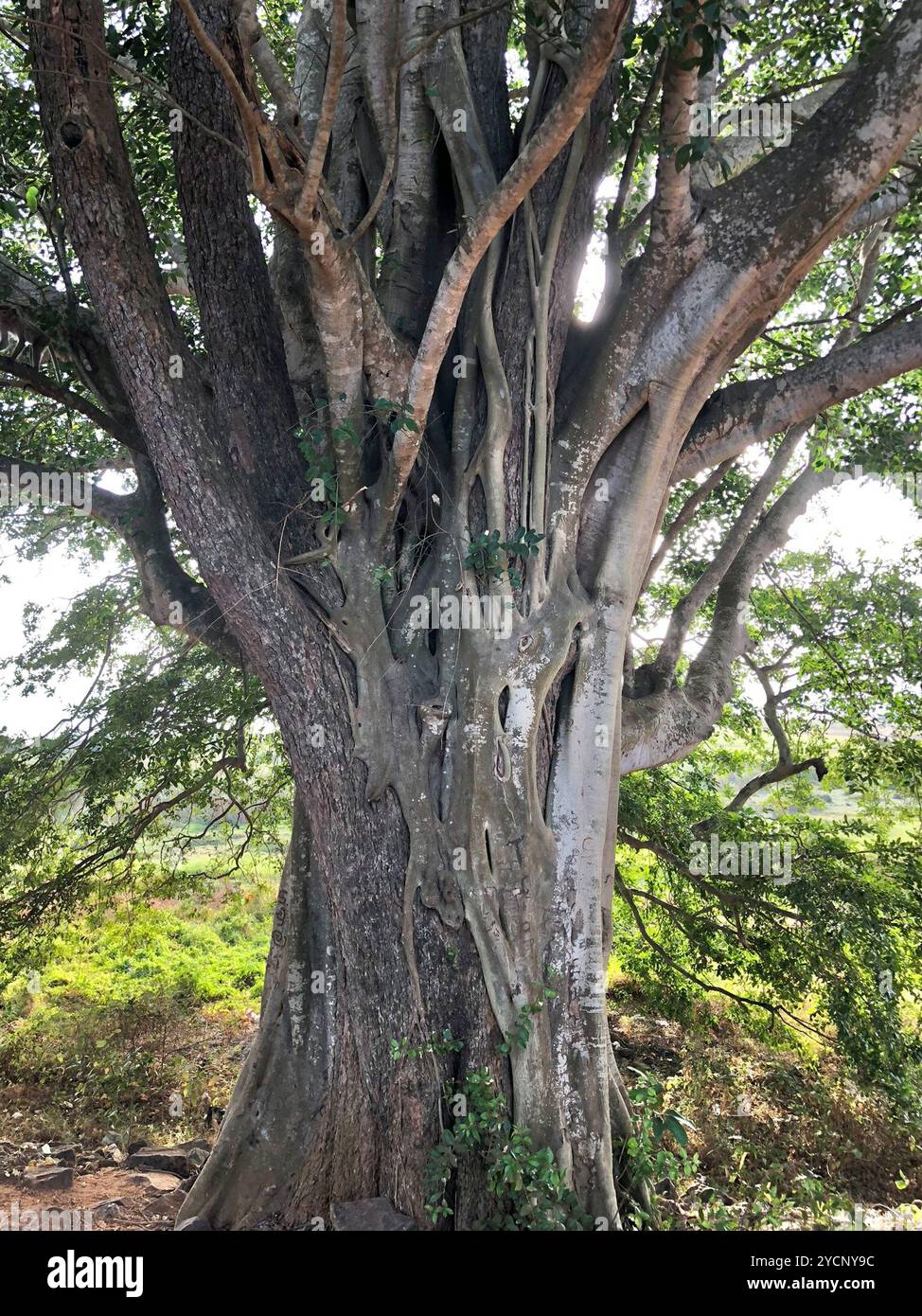Indian banyan (Ficus benghalensis) Plantae Stock Photo - Alamy