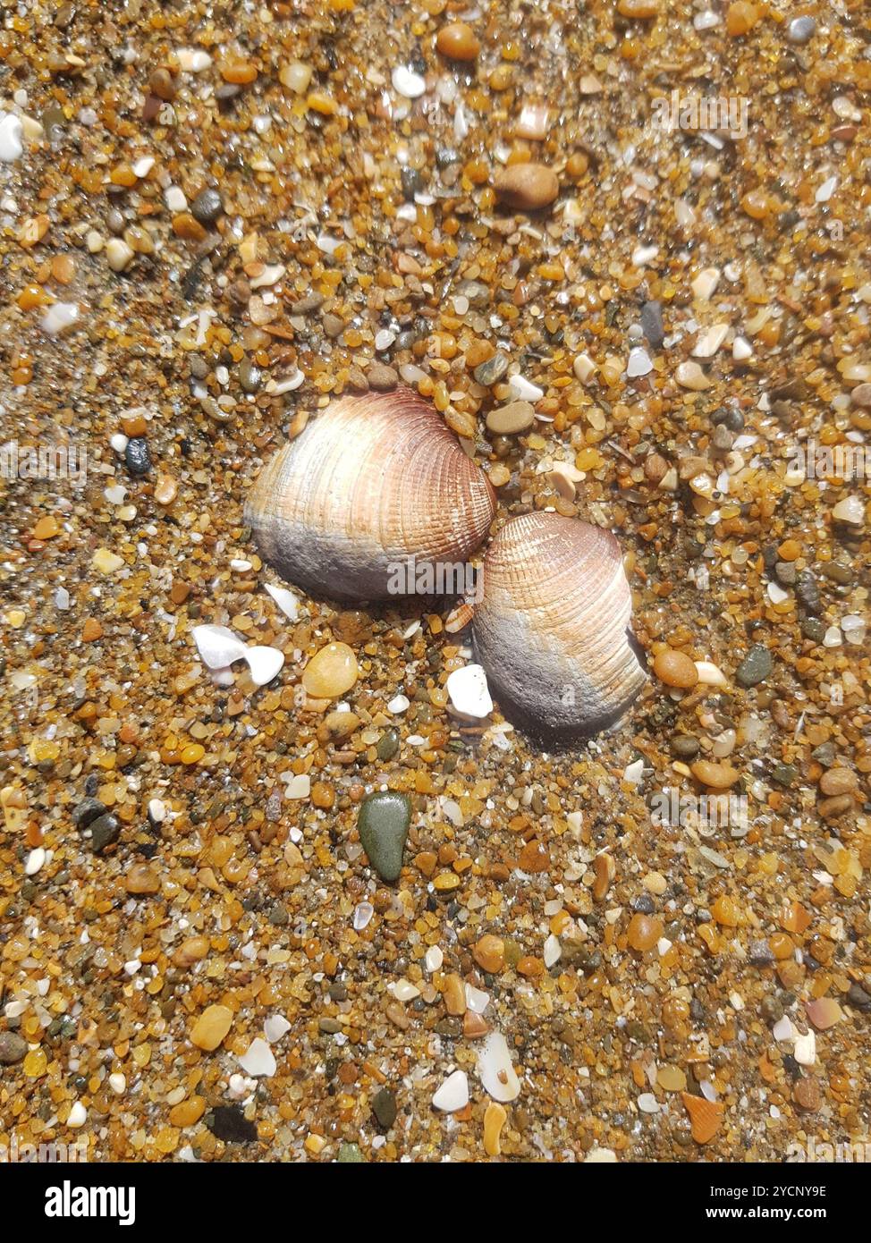 New Zealand Cockle (Austrovenus stutchburyi) Mollusca Stock Photo - Alamy