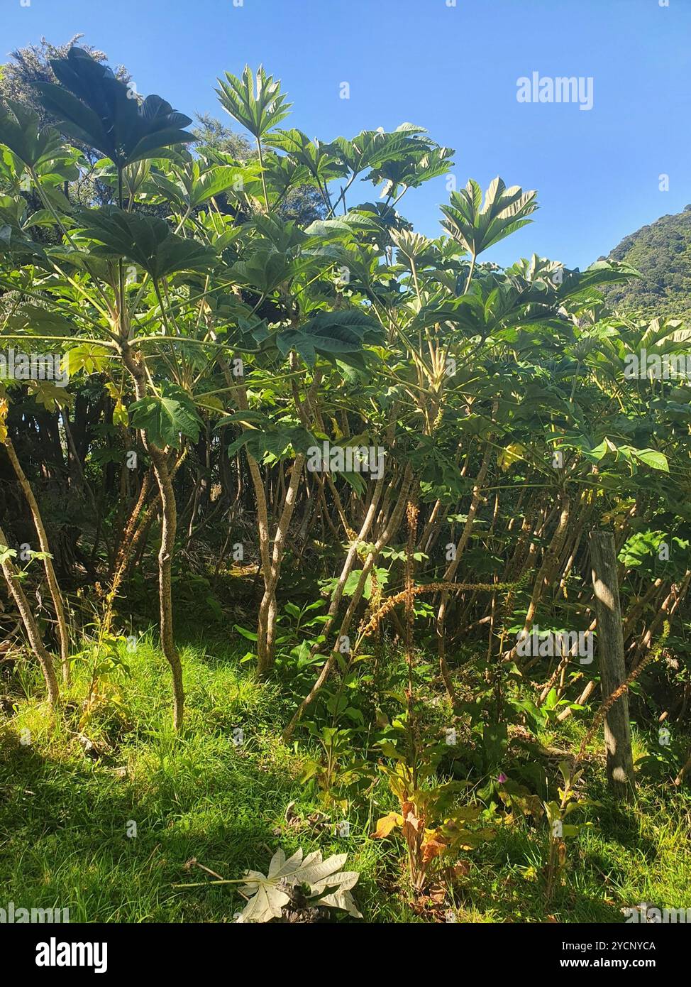 Rice paper plant (Tetrapanax papyrifer) Plantae Stock Photo - Alamy