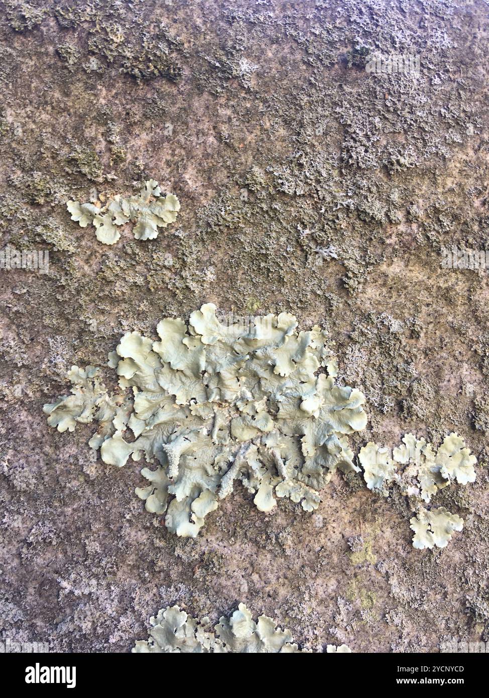 typical shield lichens (Parmelioideae) Fungi Stock Photo - Alamy