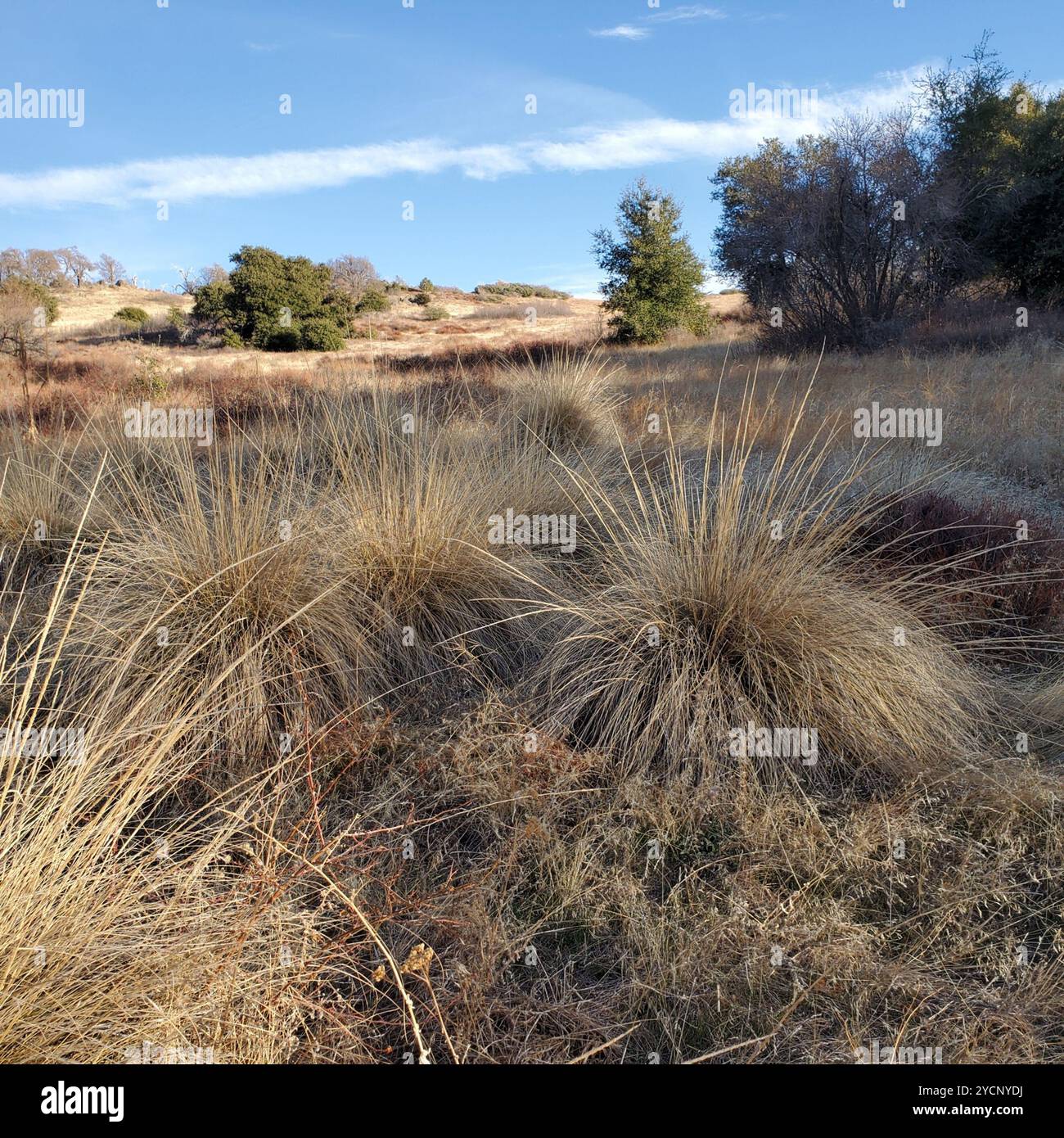 deergrass (Muhlenbergia rigens) Plantae Stock Photo - Alamy