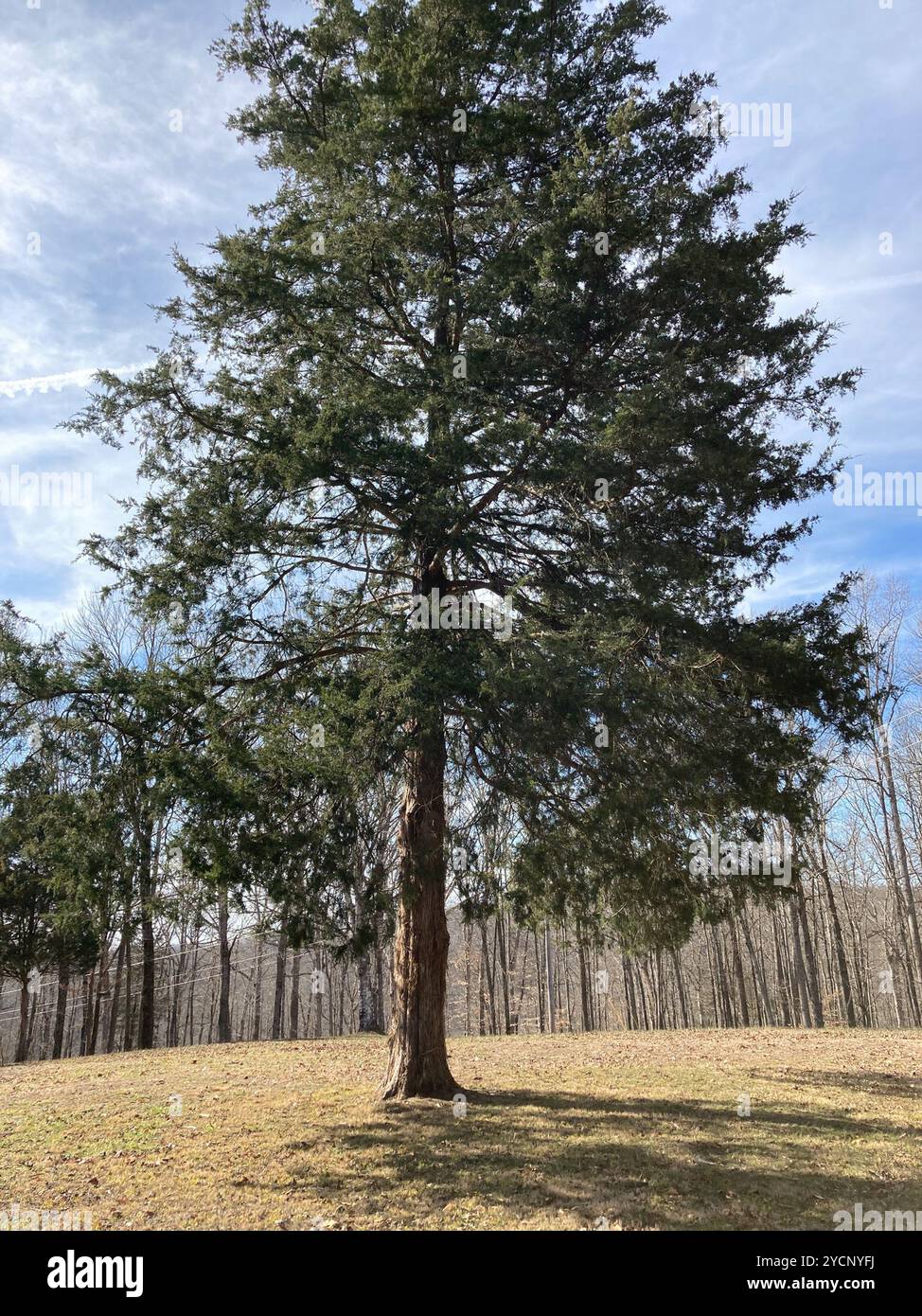 eastern redcedar (Juniperus virginiana) Plantae Stock Photo - Alamy