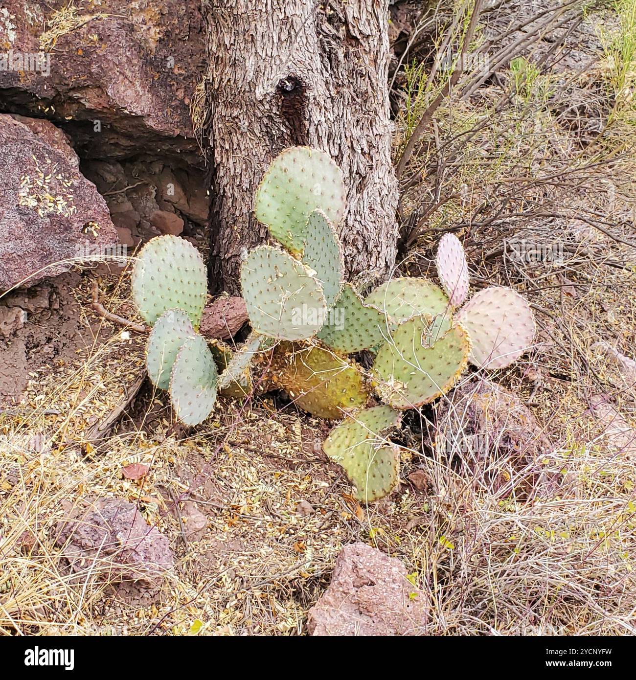 Santa Rita Pricklypear (Opuntia santa-rita) Plantae Stock Photo - Alamy