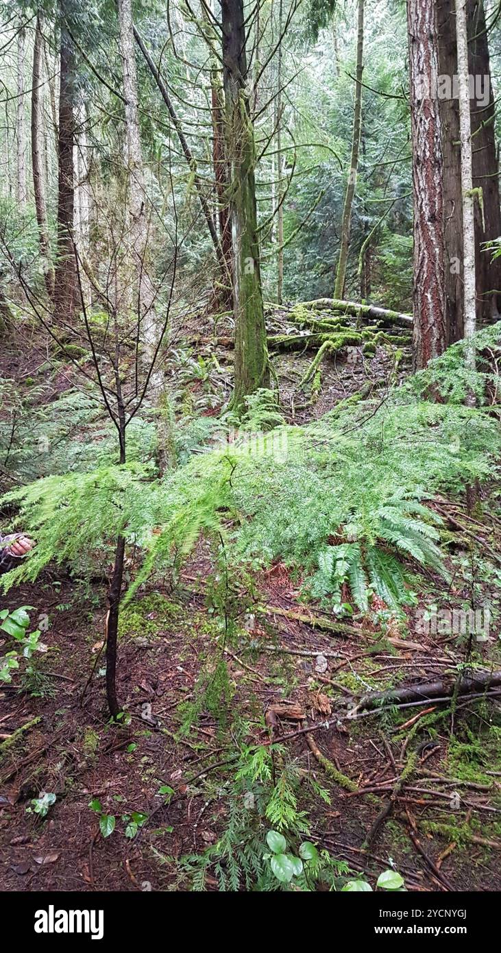 western hemlock (Tsuga heterophylla) Plantae Stock Photo - Alamy
