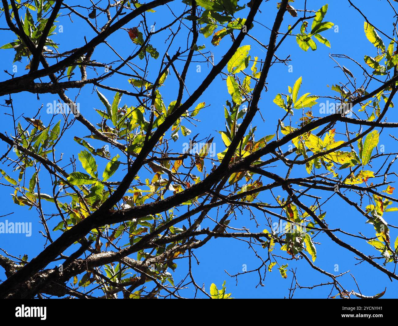 Chinese cork oak (Quercus variabilis) Plantae Stock Photo - Alamy