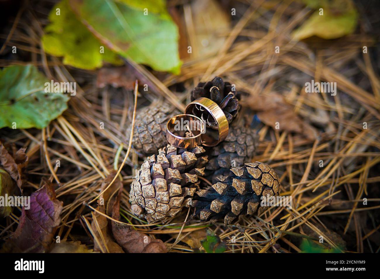 Engagement Theme - Gold Ring on pine cones Stock Photo - Alamy
