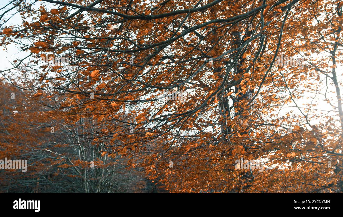 The Orange Of Leaves Lighten Up By The Sun Stock Photo - Alamy